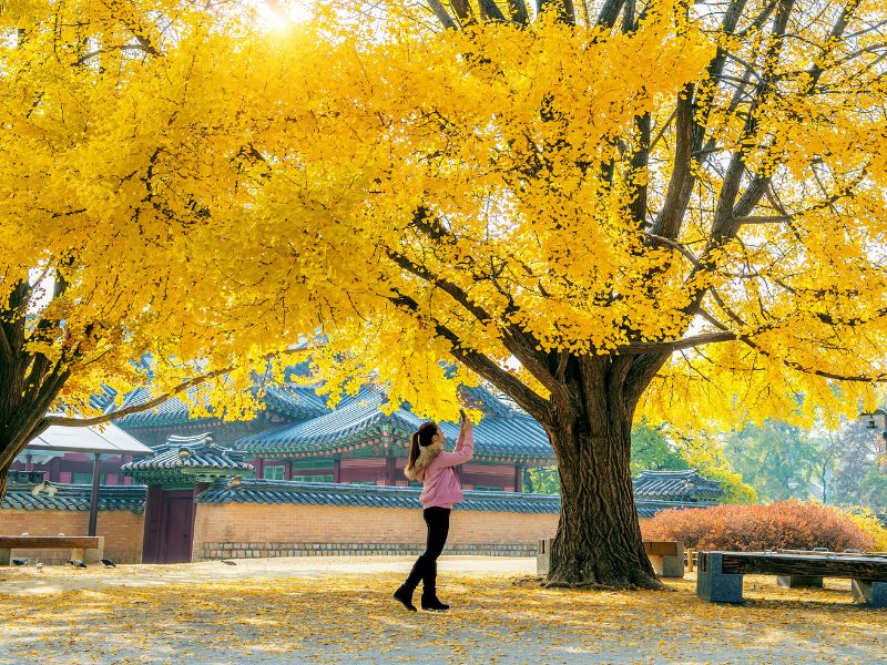 Bulan Mei di Korea Musim Apa? Paket Mulai 15 Jutaan!