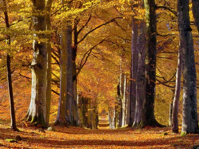 Paket Tour Perth Australia, Explore Barang Callista Mulai 19Jt!